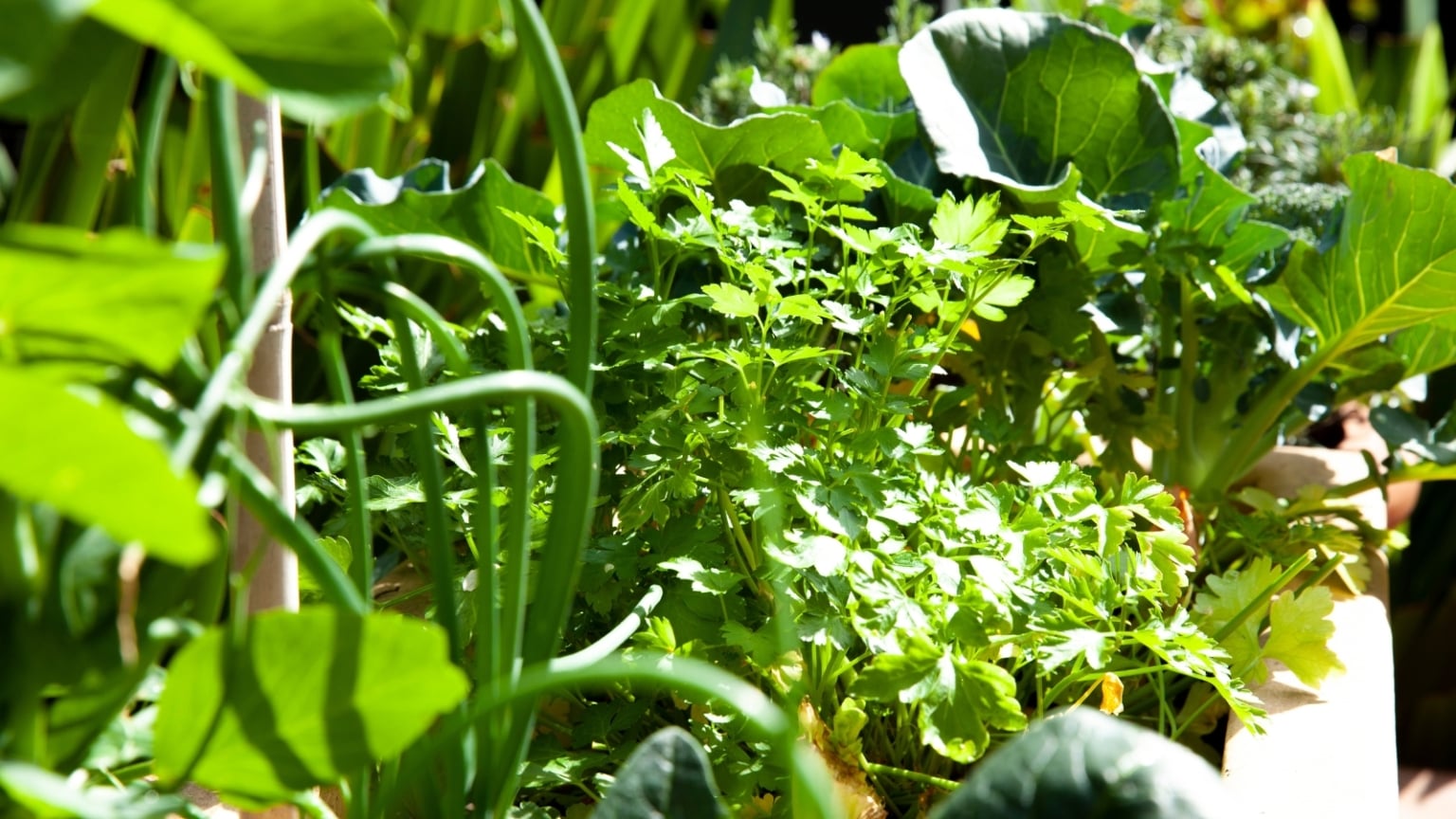 9 Vegetable Combinations That Grow Well Together in Containers