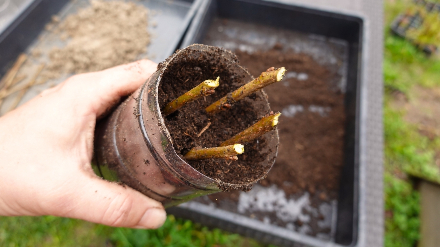 How to Plant, Grow, and Care for 'Rainier' Cherry Trees