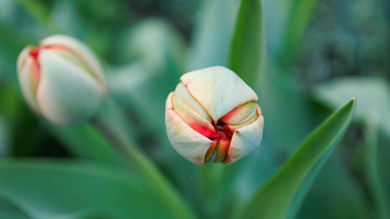 How and When to Cut Tulips for Long-Lasting Bouquets
