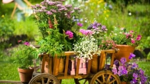How to Start Your Own Pollinator Garden in Pots or Containers