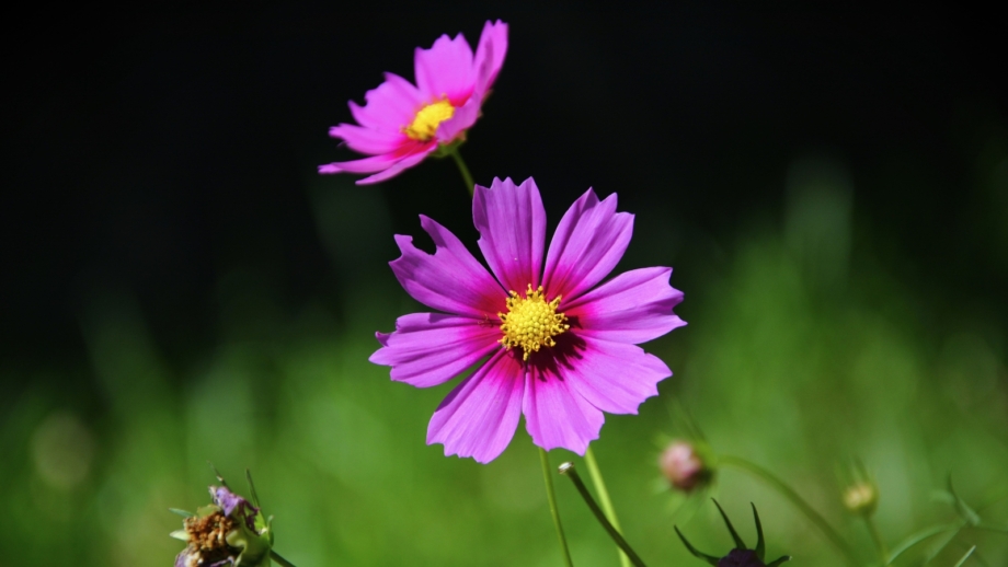 11 Plants Native to Mexico to Grow for Cinco de Mayo