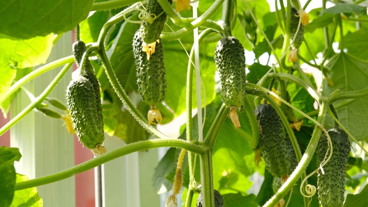 9 Vegetable Combinations That Grow Well Together in Containers