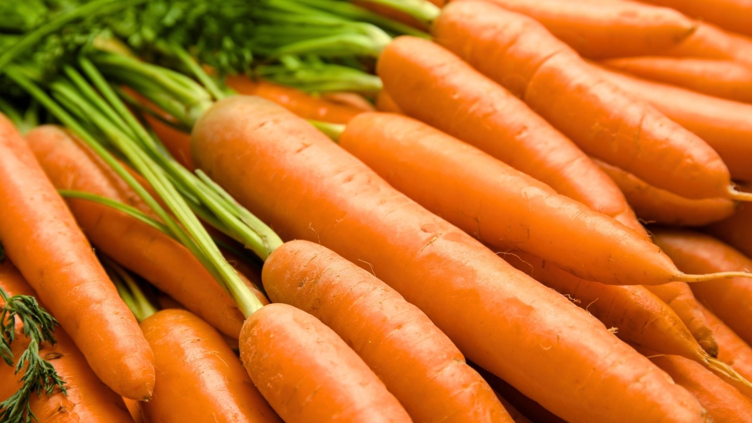 How to Plant, Grow, and Care for 'Danvers' Carrots