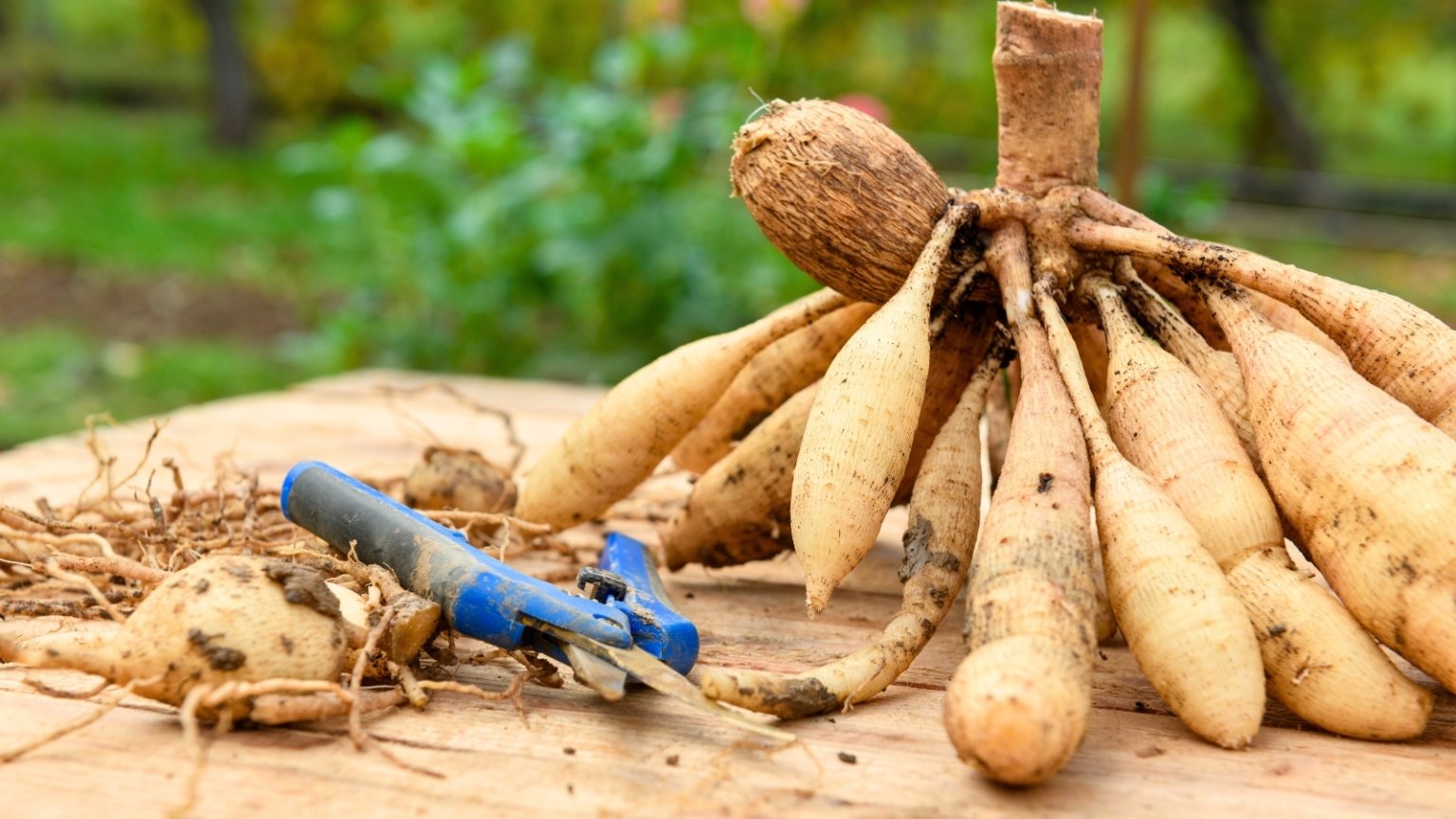 How to Divide Dahlia Tubers in 9 Easy Steps