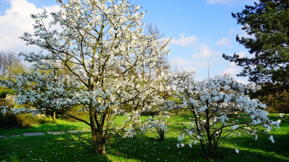 15 Easy-to-Maintain Trees for Your Home Landscape