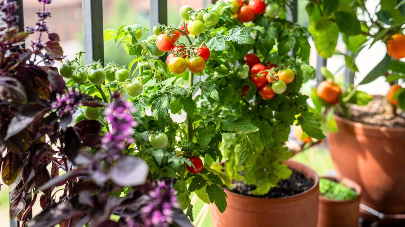 Our 19 Favorite Edible Plants to Grow in Pots and Containers