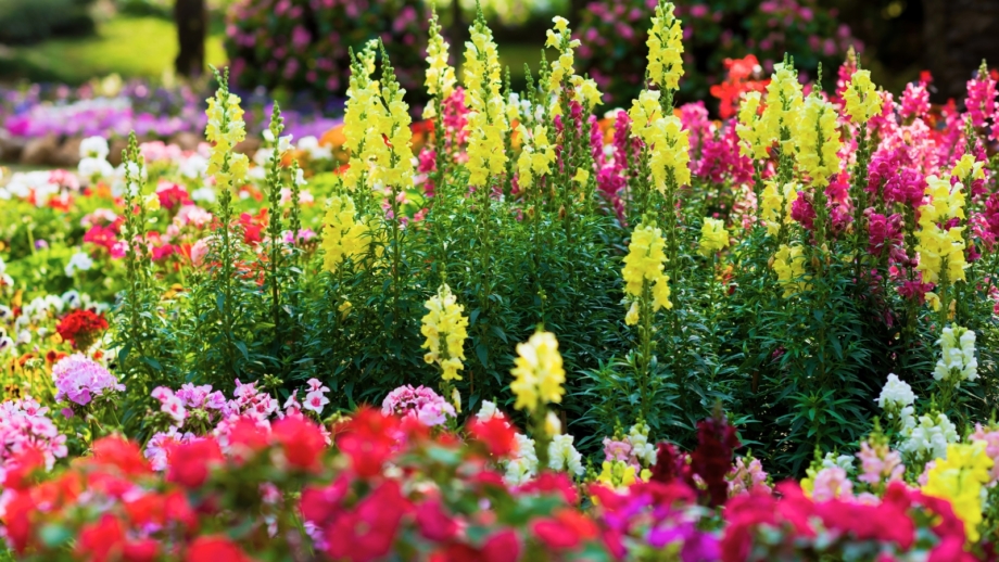 11 Focal Point Cutting Garden Flowers We're Planting in April