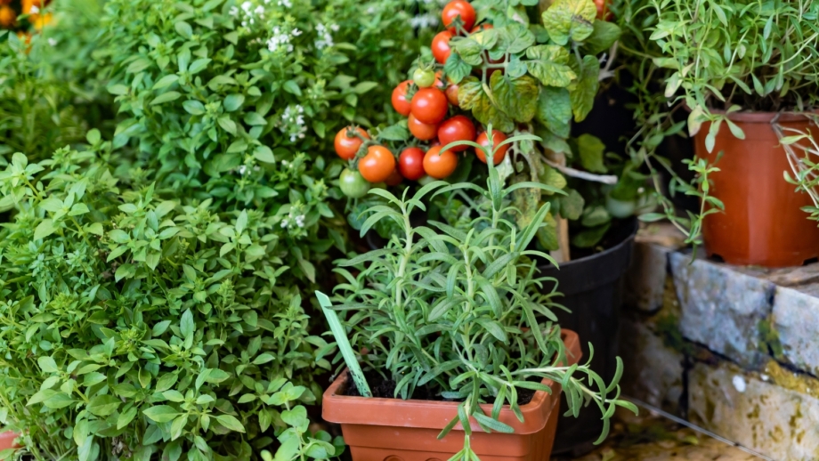 9 Vegetable Combinations That Grow Well Together in Containers
