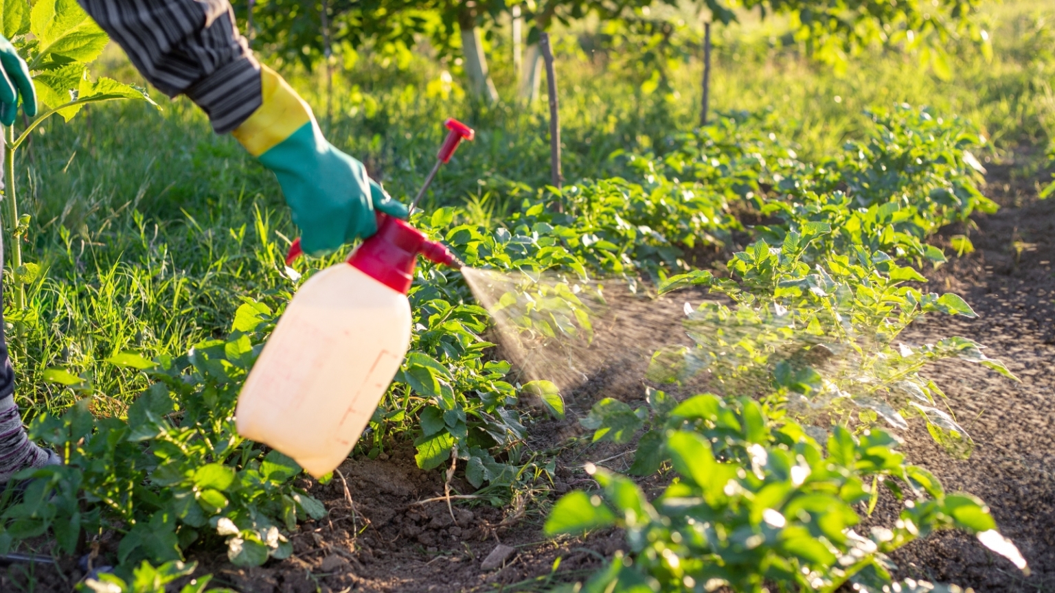 7 Ways Pesticides Can Make Pest Problems Worse
