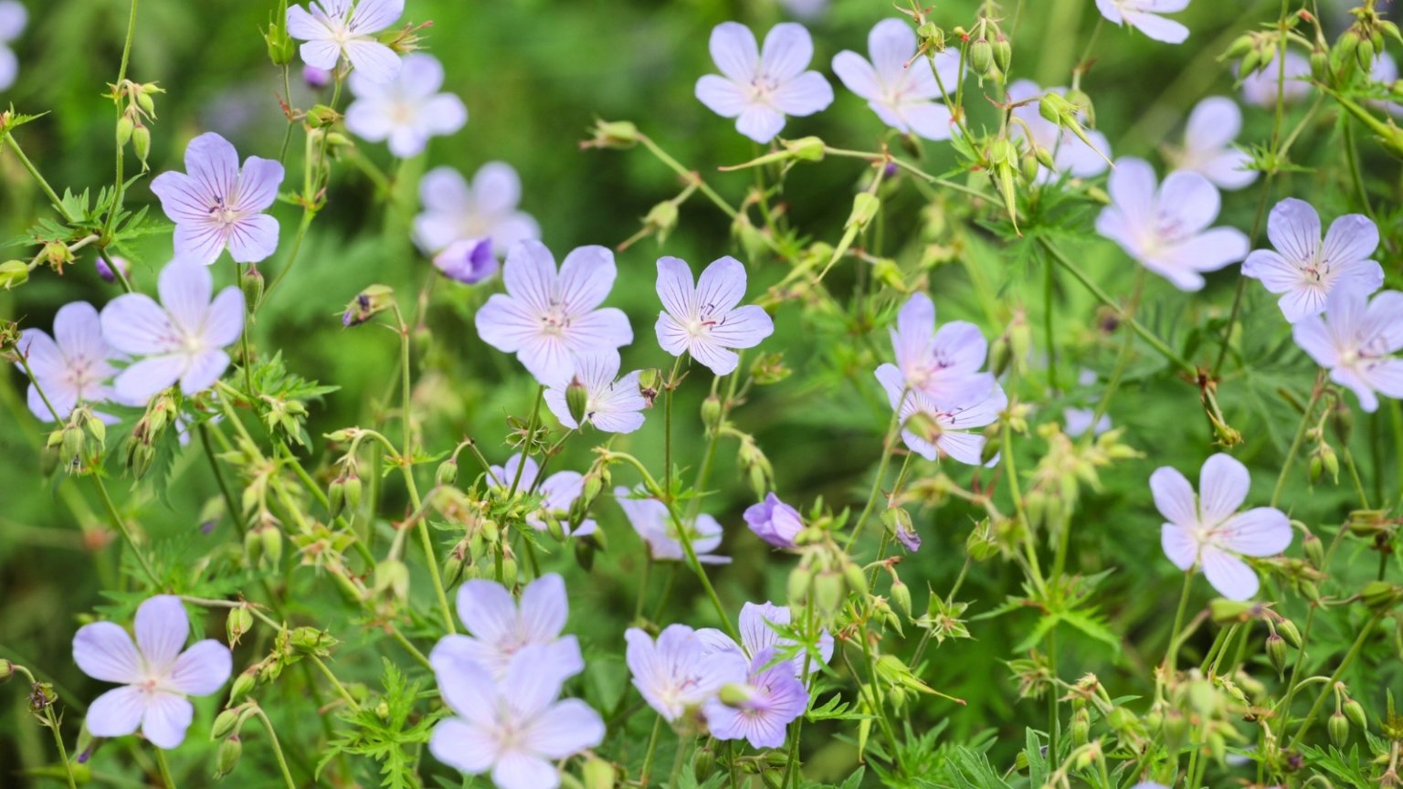 9 Award-Winning Geranium Varieties to Plant This Spring