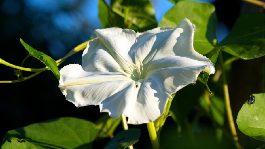 How to Get Moonflowers to Bloom: 7 Growing Tips