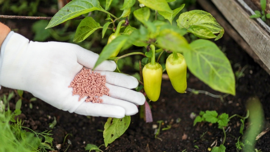 13 Vegetable Garden Fertilization Tips for Spring