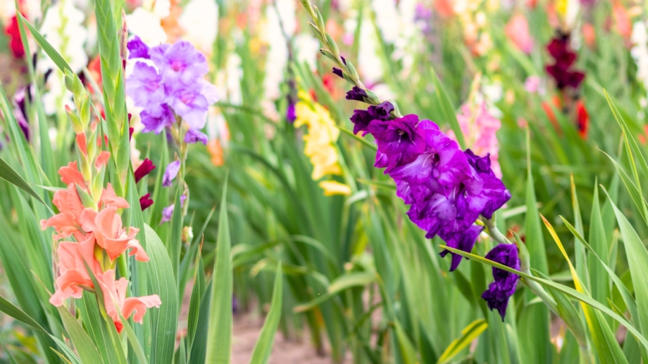 13 Pretty Gladiolus Varieties to Plant This Spring