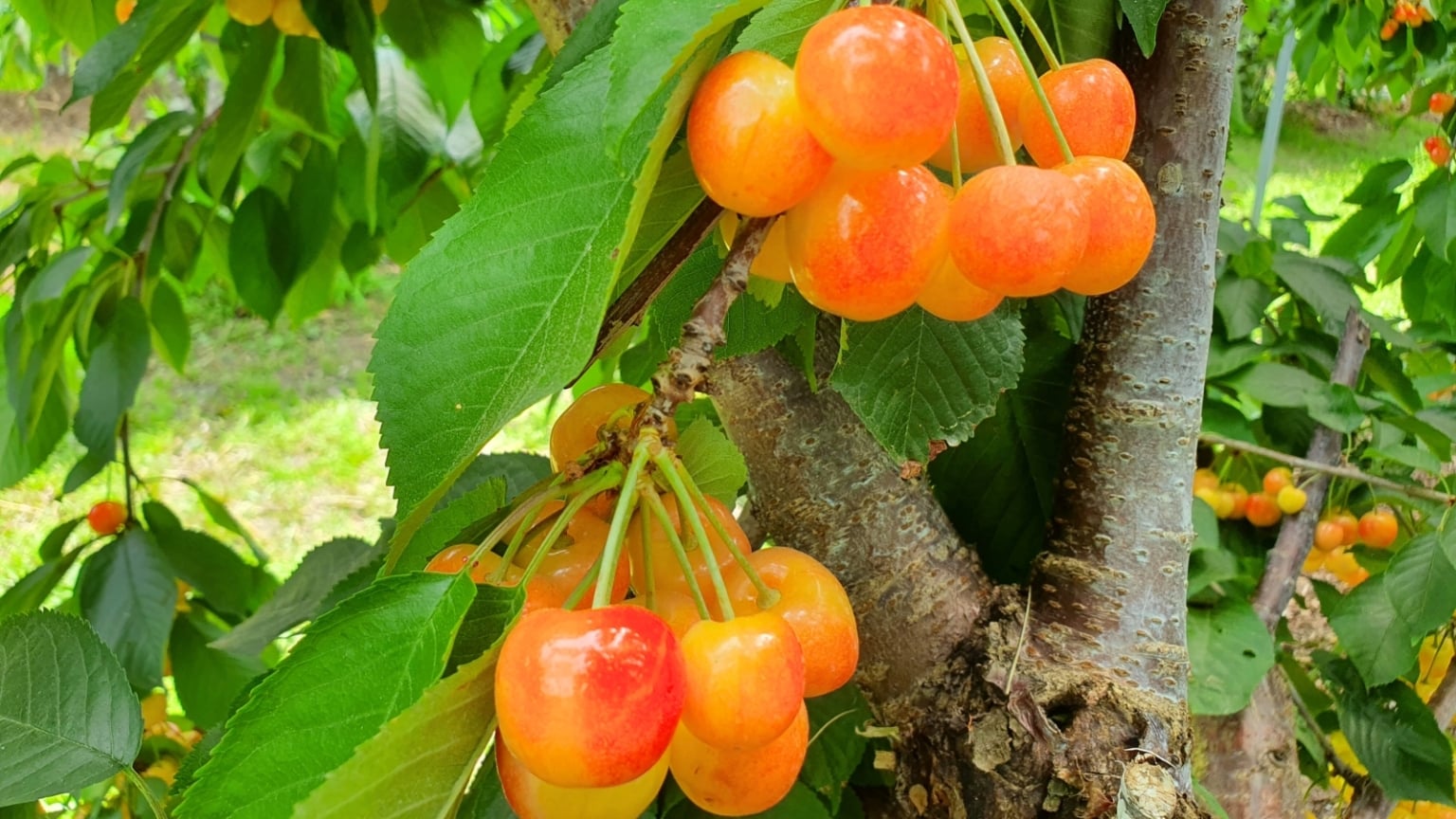 How to Plant, Grow, and Care for 'Rainier' Cherry Trees