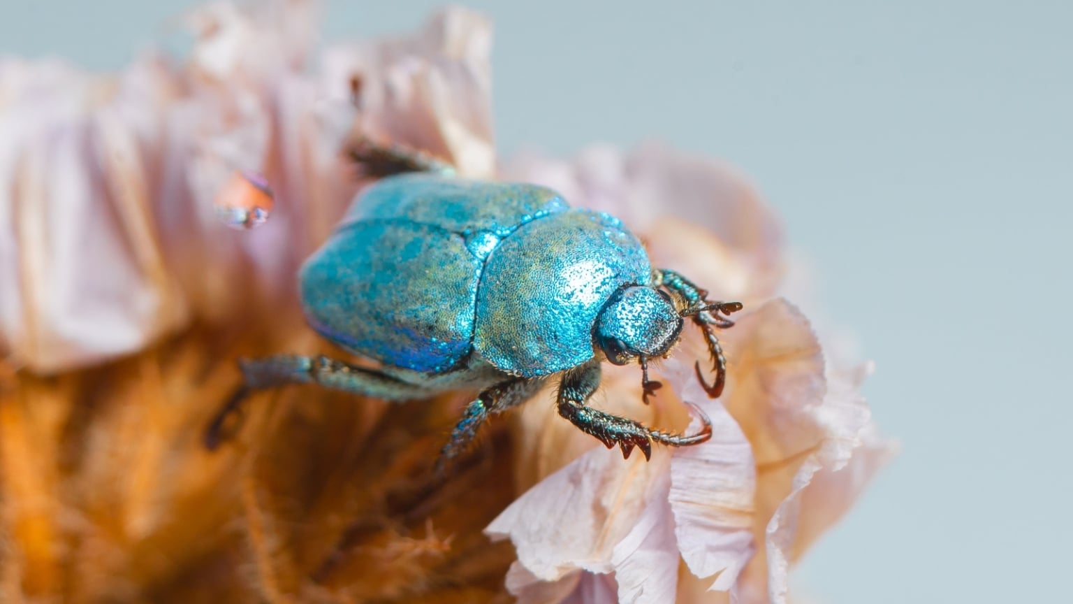 What's Eating My Peony? 7 Peony Pests to Watch For