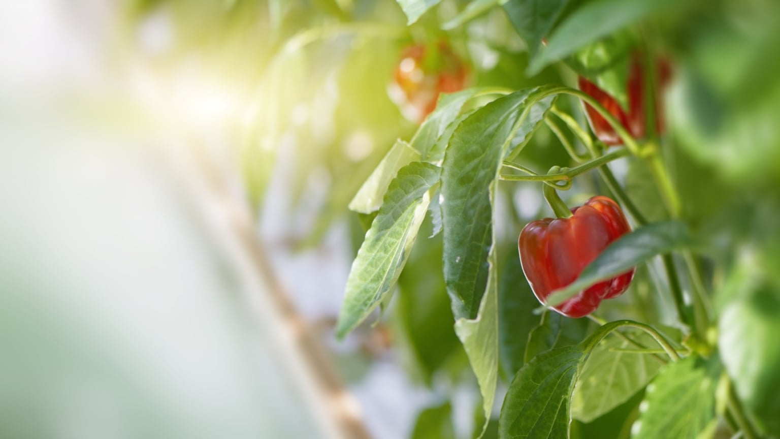 11 Vegetables So Productive You Should Only Grow One Plant
