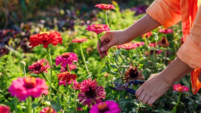 Pinching in the Cutting Garden: How to Get Maximum Blooms