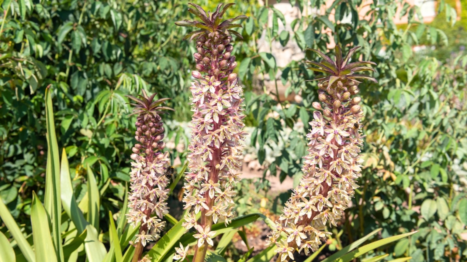 How to Plant, Grow, and Care for Pineapple Lilies