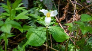 19 Best Pollinator Plants for Shade