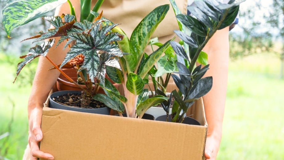 How Long Can You Leave Plants in the Nursery Pot?