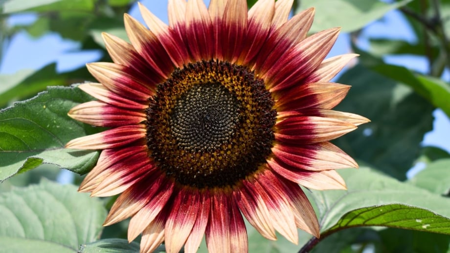 13 ProCut Sunflower Varieties to Plant From Seed in April