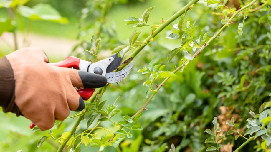 How to Prune Roses in Spring: 7 Pro Tips
