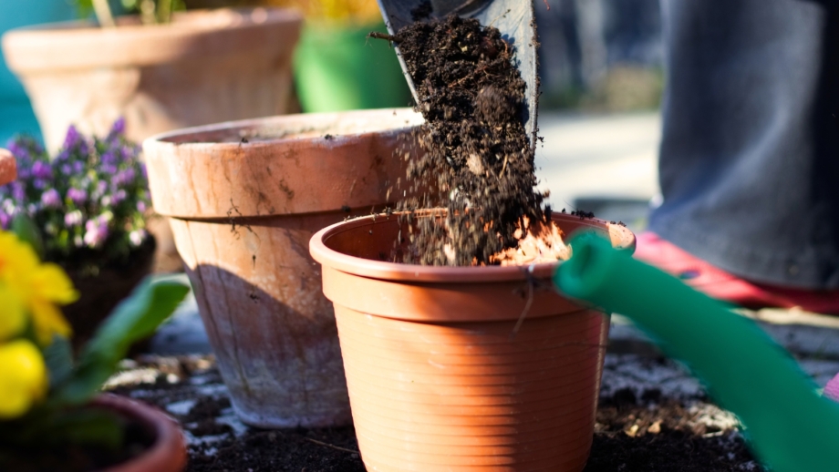 How to Start Your Own Pollinator Garden in Pots or Containers