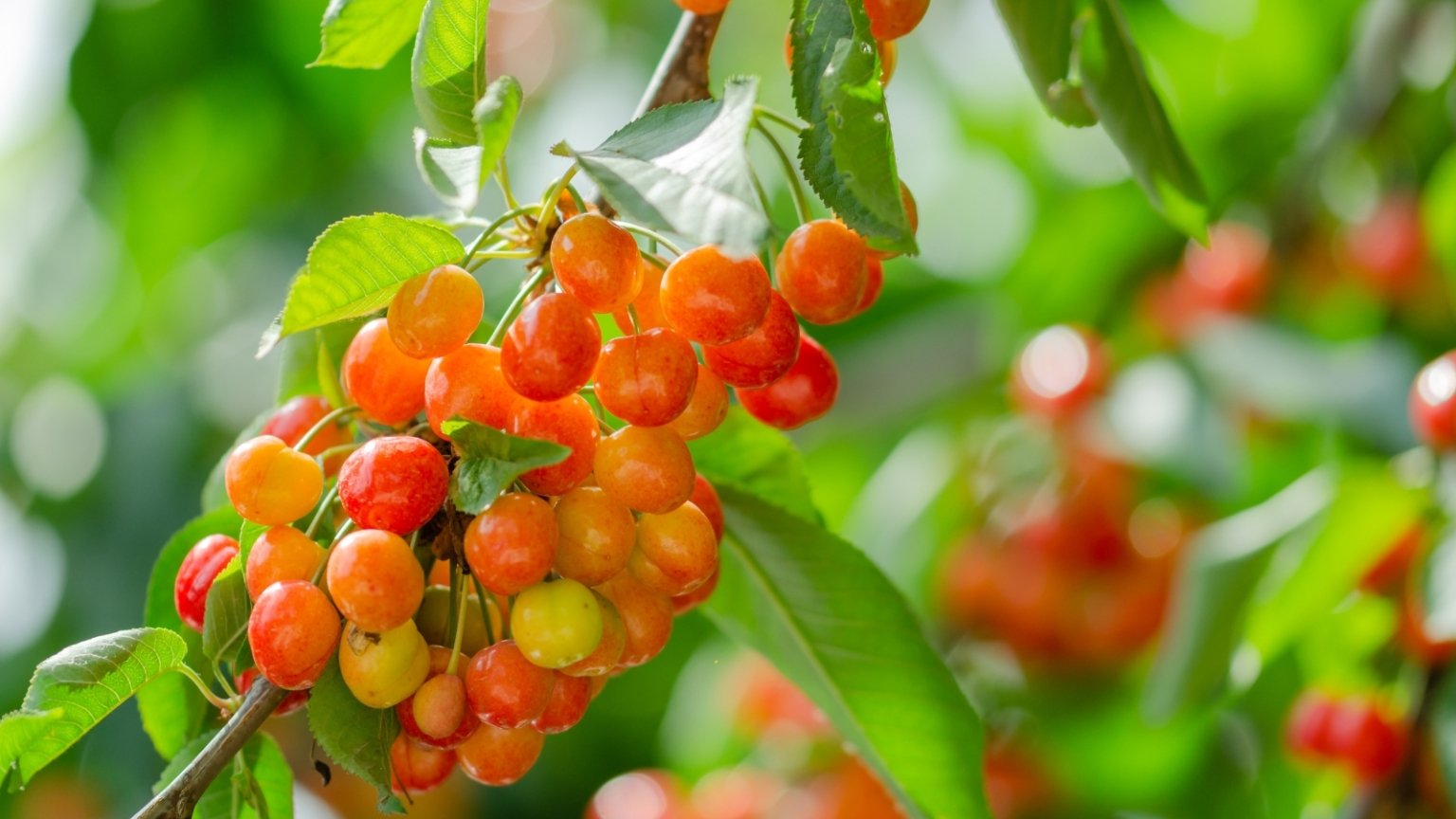 How to Plant, Grow, and Care for 'Rainier' Cherry Trees