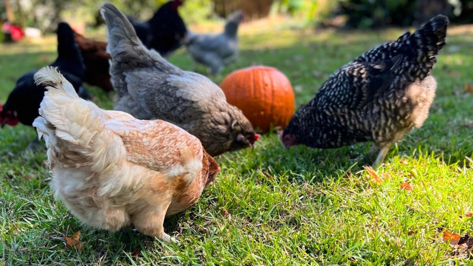 Raising Chickens for Eggs: The Ultimate Beginner’s Guide