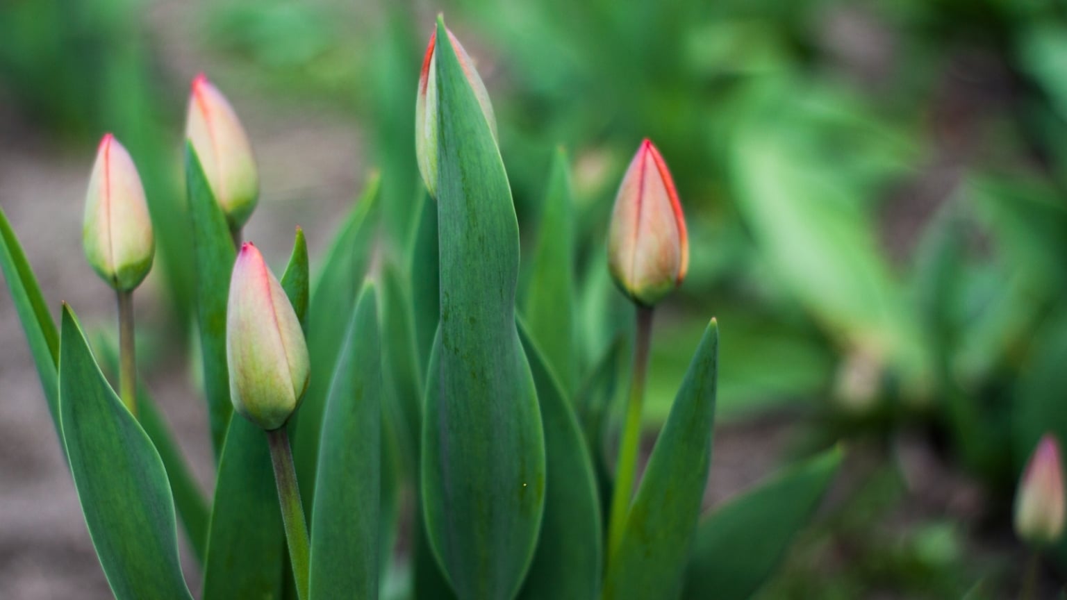 How and When to Cut Tulips for Long-Lasting Bouquets
