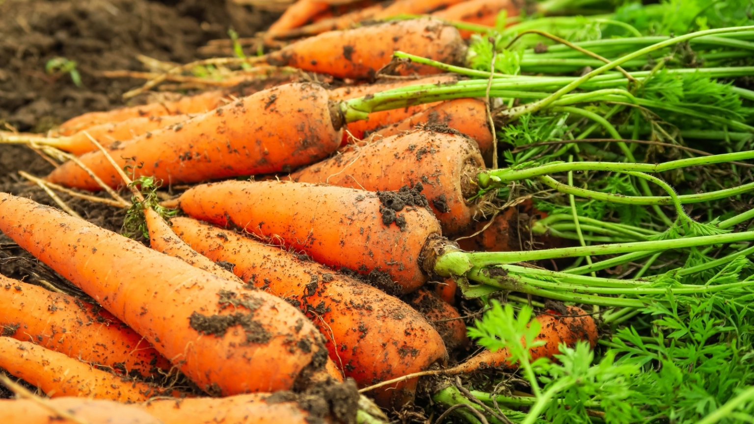 9 Vegetable Seeds to Plant Outside in March