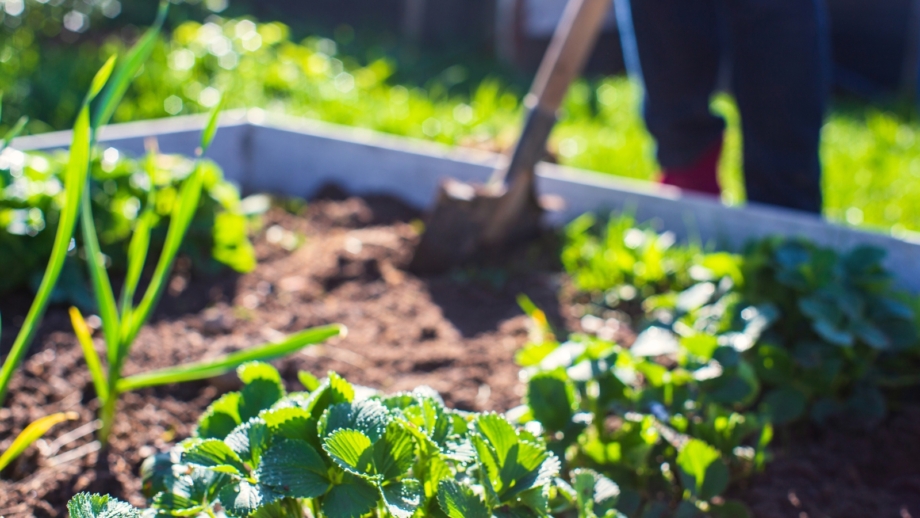 15 Spring Hacks for Gardeners with Short Growing Seasons