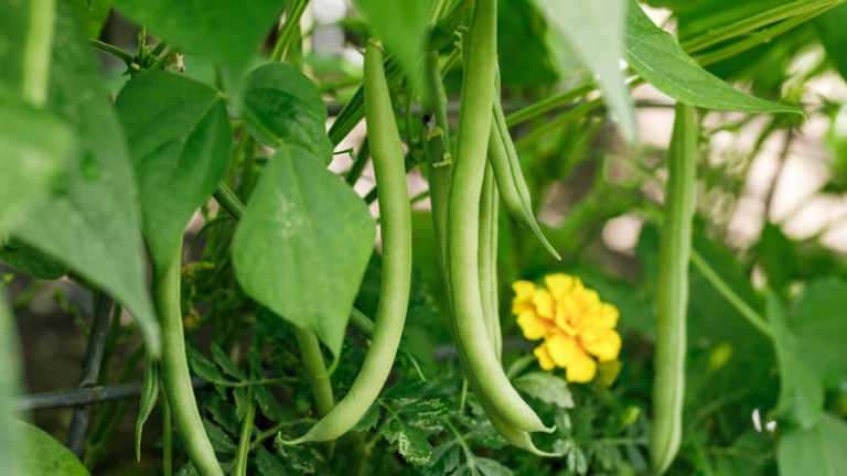 11 Vegetables So Productive You Should Only Grow One Plant