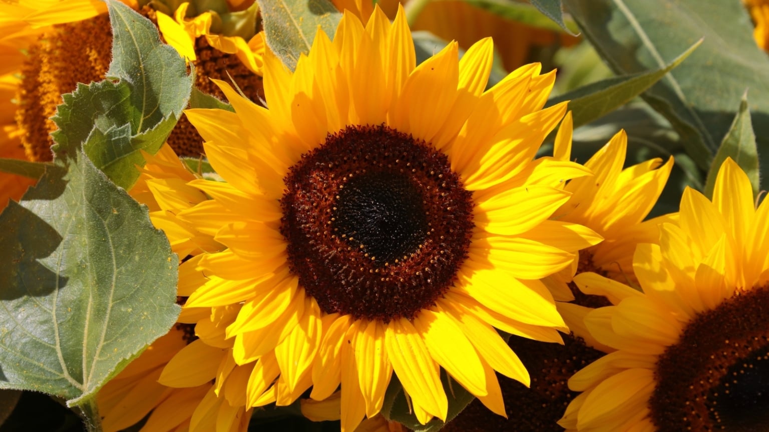 13 ProCut Sunflower Varieties to Plant From Seed in April