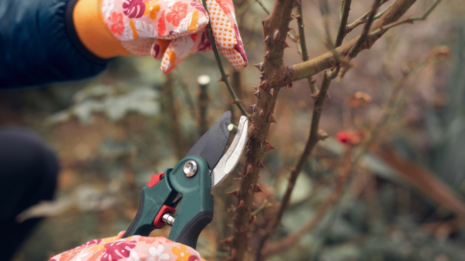 How to Prune Roses in Spring: 7 Pro Tips