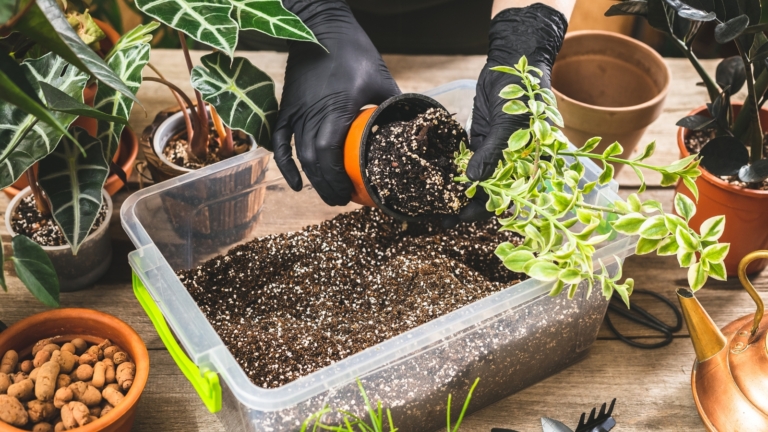 How Long Can You Leave Plants in the Nursery Pot?