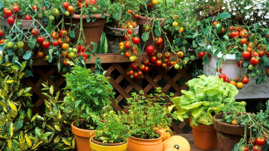 9 Vegetable Combinations That Grow Well Together in Containers