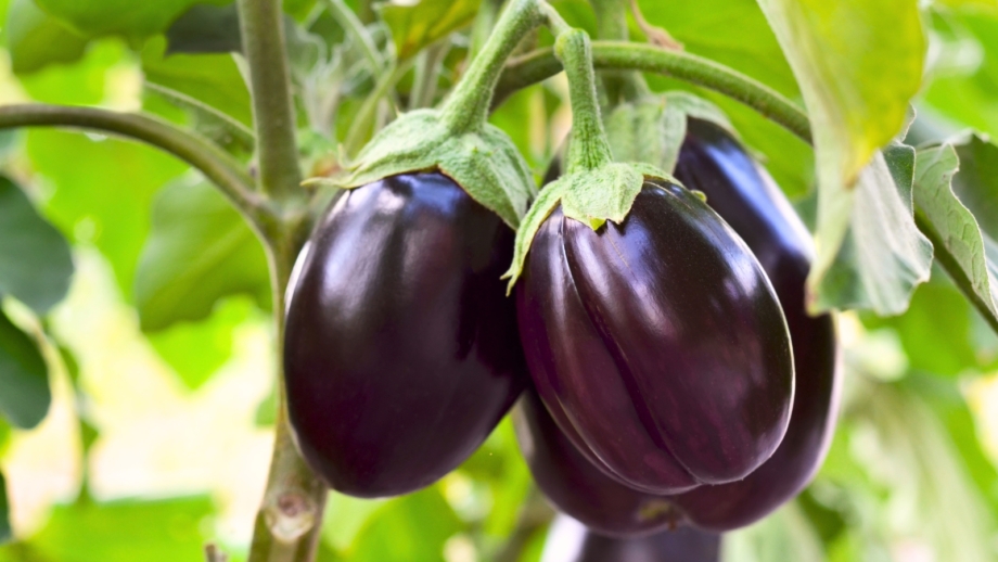11 Vegetable Seeds You Can Direct Sow in May