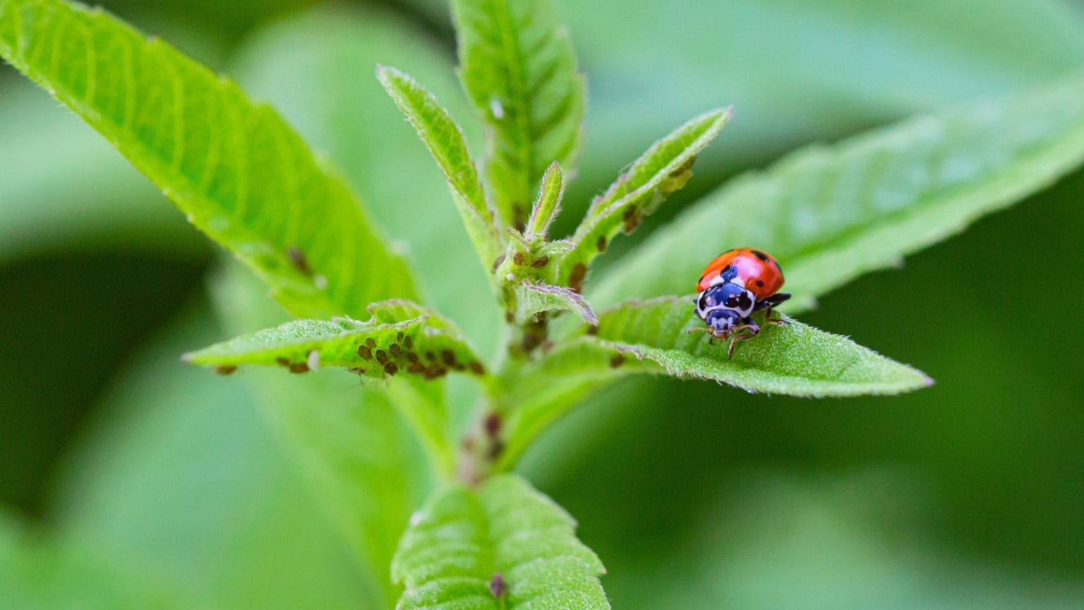 How to Plant, Grow, and Care for Verbena Bonariensis