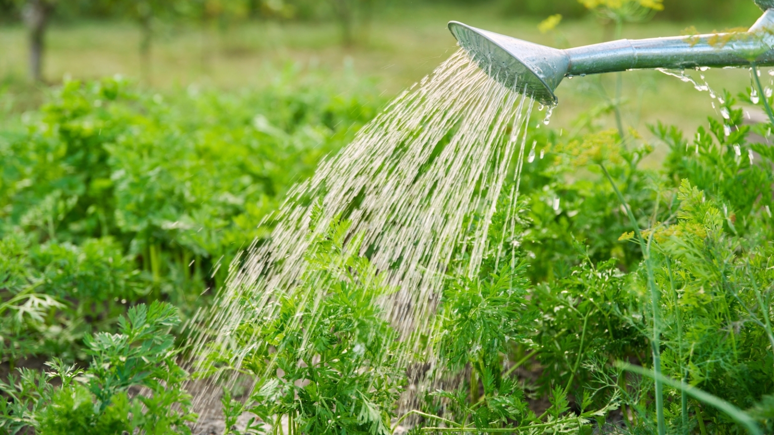 When to Plant Carrots for a Fall Harvest