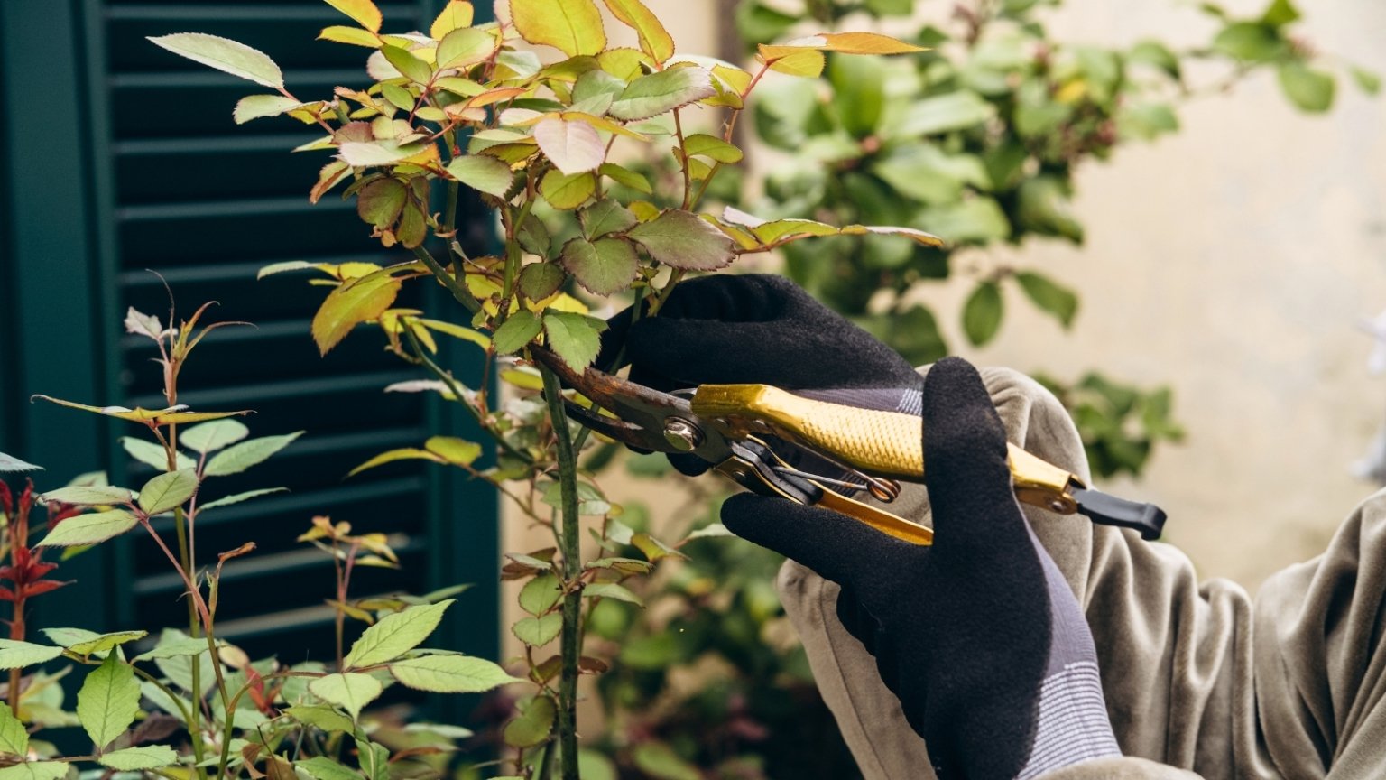 How to Prune Roses in Spring: 7 Pro Tips
