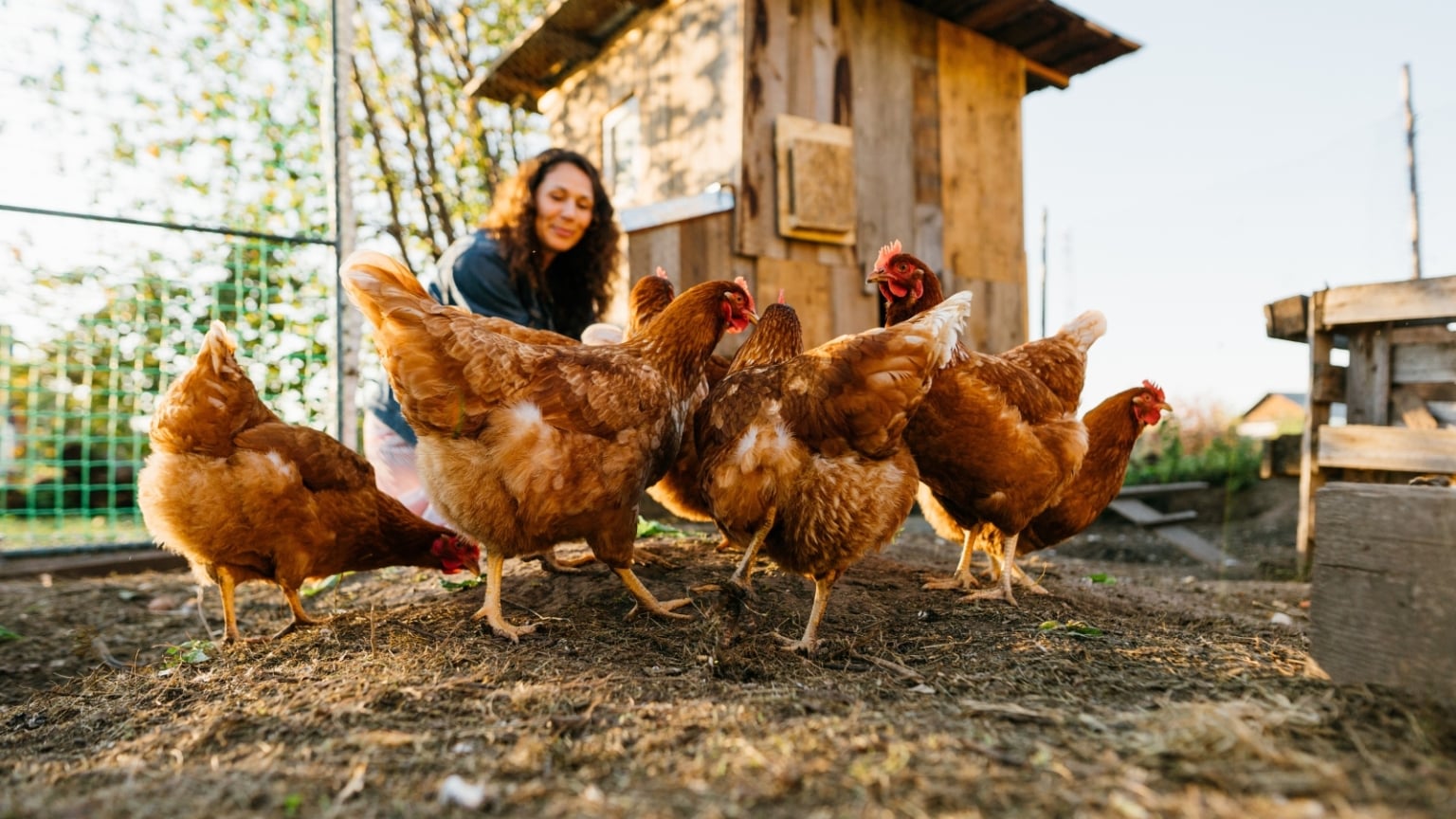 Chicken Manure: Turn Waste Into Quality Fertilizer- Epic Gardening