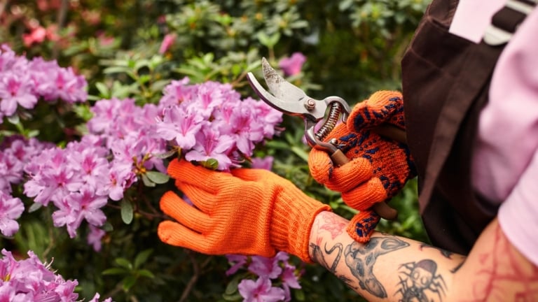 When do Azaleas Bloom? What to Expect in Your Zone