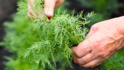 How to Plant, Grow, Care For, and Harvest Dill