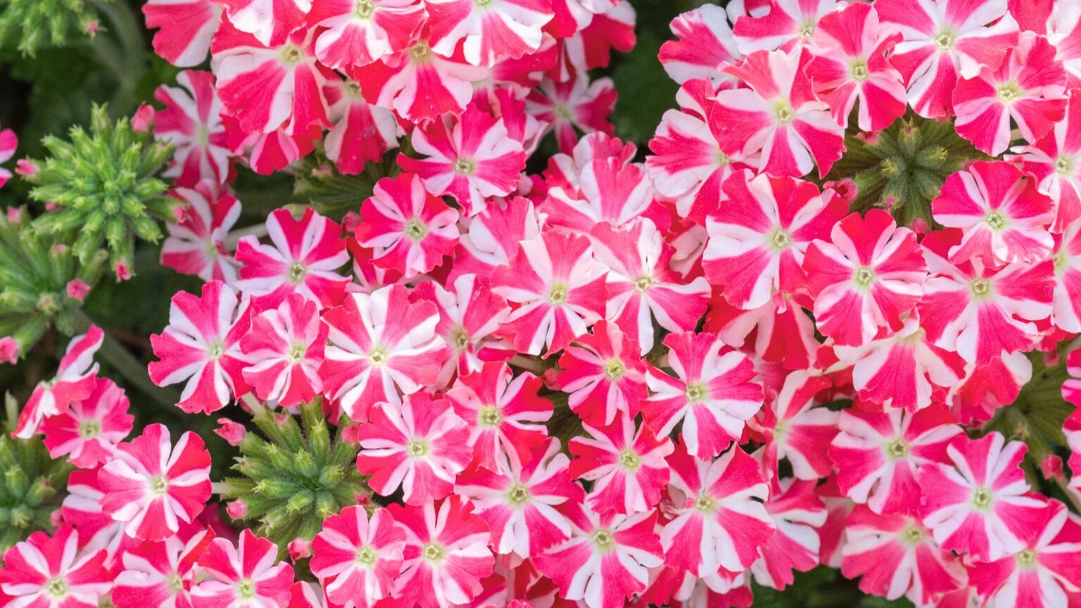 How to Plant, Grow, and Care for Superbena®