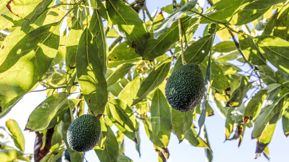 How Fast Do Avocado Trees Grow and Produce Fruit?