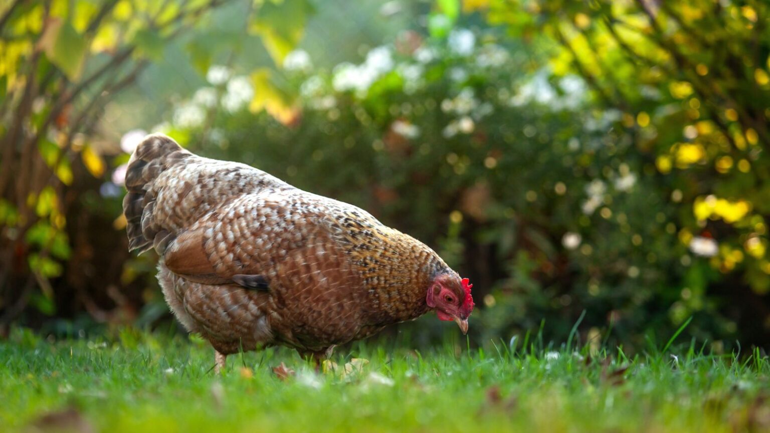 How and Where to Raise Backyard Chickens: 9 Essential Tips