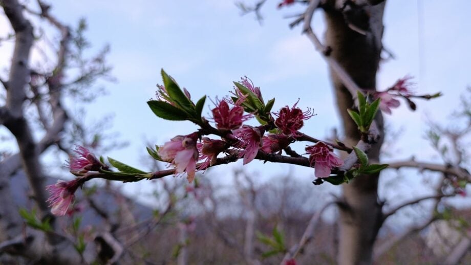 How to Thin Peach Trees in 7 Easy Steps - Epic Gardening