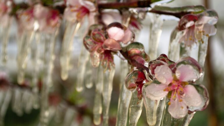How to Thin Peach Trees in 7 Easy Steps - Epic Gardening