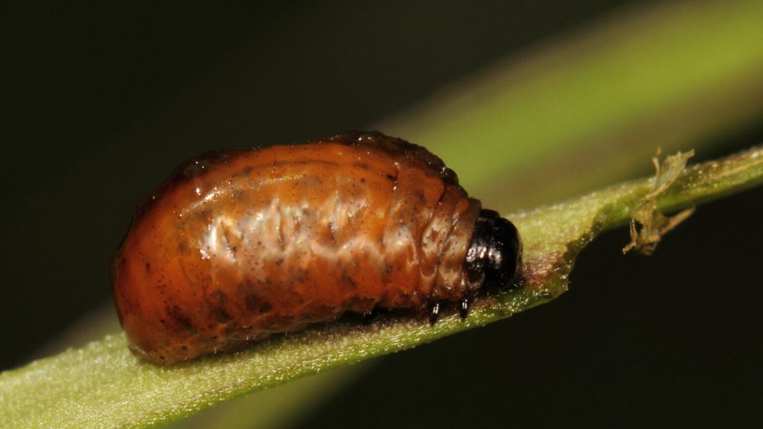 Lily Beetle Grubs: What to Look For and How to Get Rid of Them